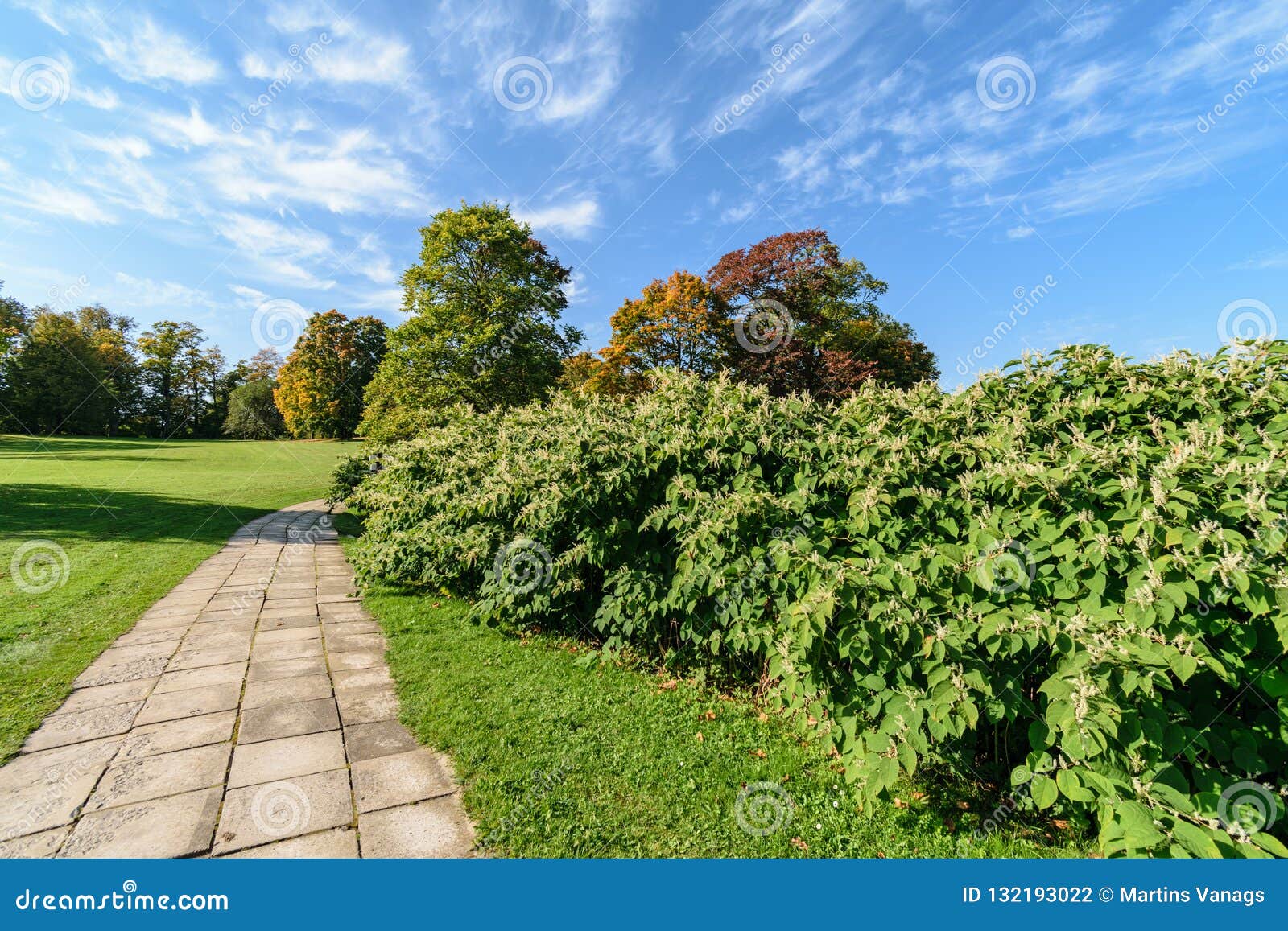 Simple Countryside Forest Road in Perspective Stock Photo - Image of ...