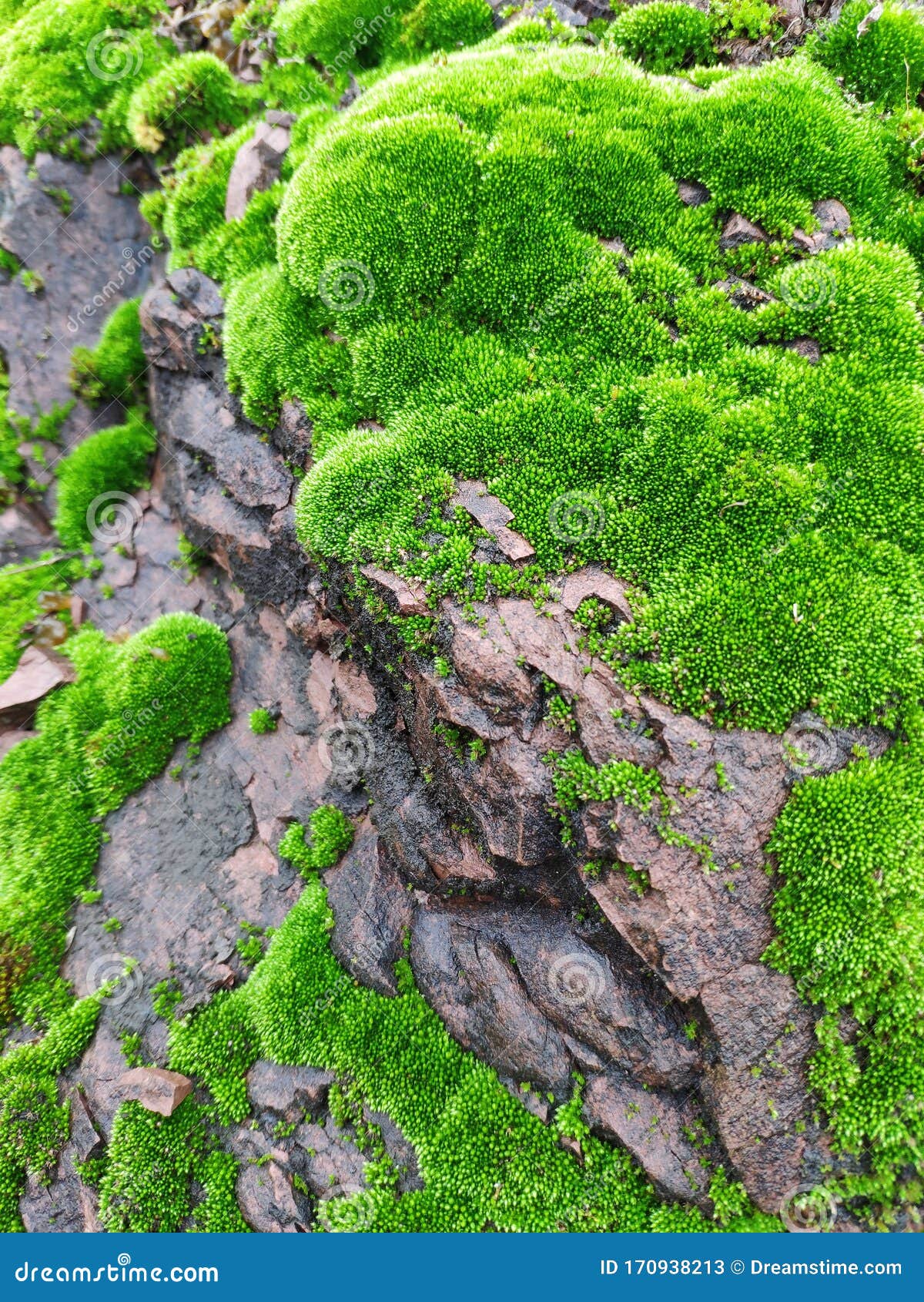 Detail Of Moss Leaf (Plagiomnium Affine) Royalty-Free Stock Photography ... Detail Of Moss Leaf (Plagiomnium Affine) Royalty-Free Stock Photography ...
