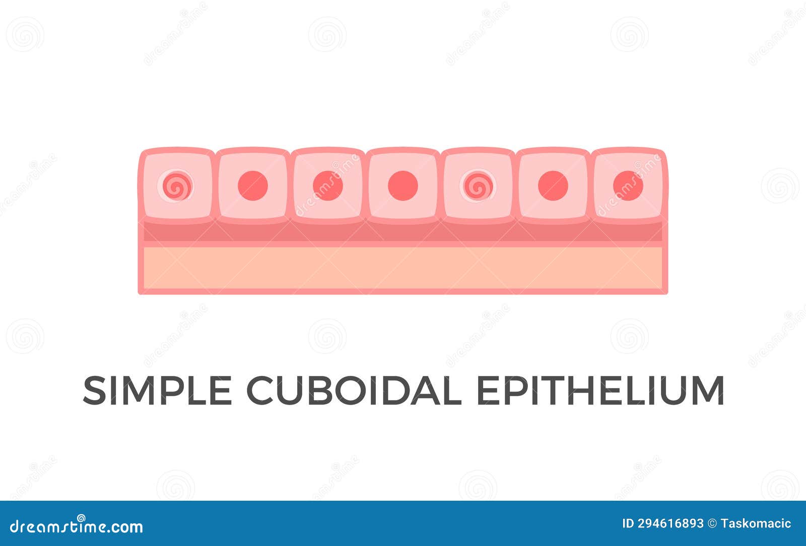 Simple Cuboidal Epithelium. Epithelial Tissue Types. Vector ...