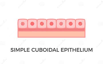 Simple Cuboidal Epithelium. Epithelial Tissue Types. Stock Vector ...