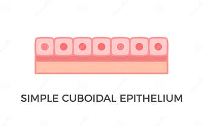 Simple Cuboidal Epithelium. Epithelial Tissue Types. Stock Vector ...