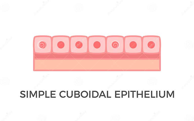 Simple Cuboidal Epithelium. Epithelial Tissue Types. Stock Vector ...