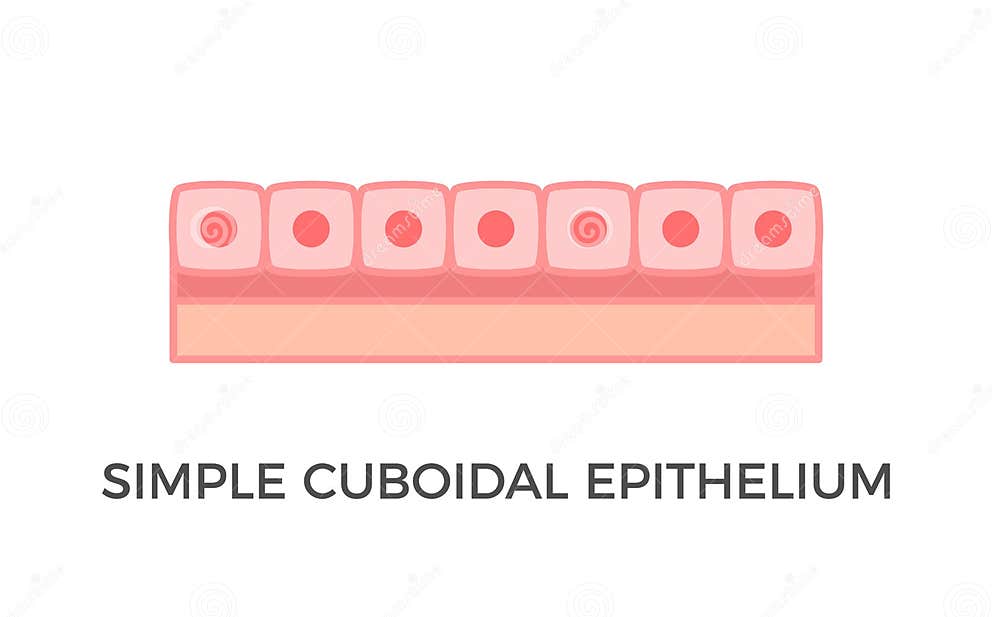 Simple Cuboidal Epithelium. Epithelial Tissue Types. Stock Vector ...