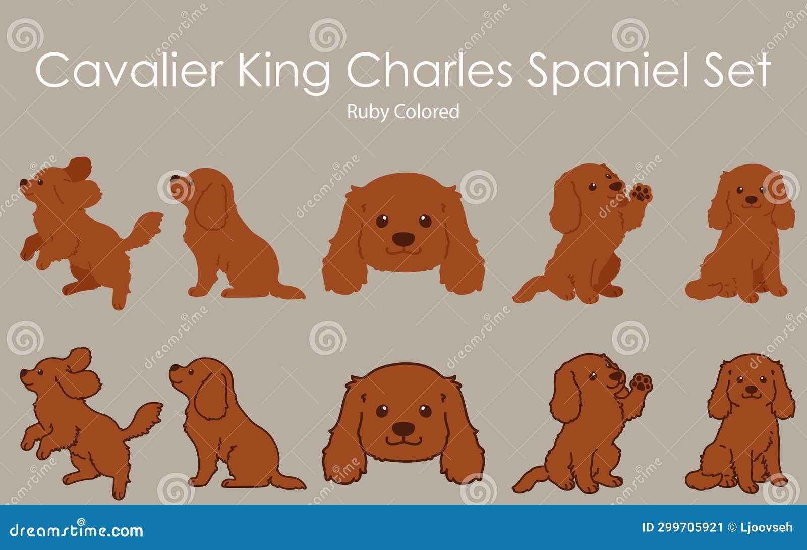 Simple and Cute Ruby Colored Cavalier King Charles Spaniel ...