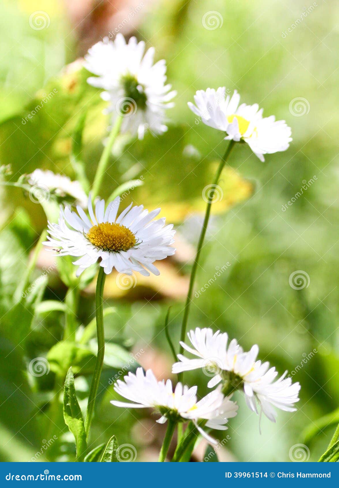 Simple Daisies stock photo. Image of leaves, daisy, bunch - 39961514