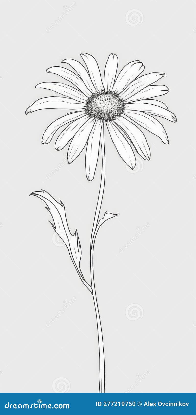 Simple Daisy Flower Doodle on White Background for Invitations and ...