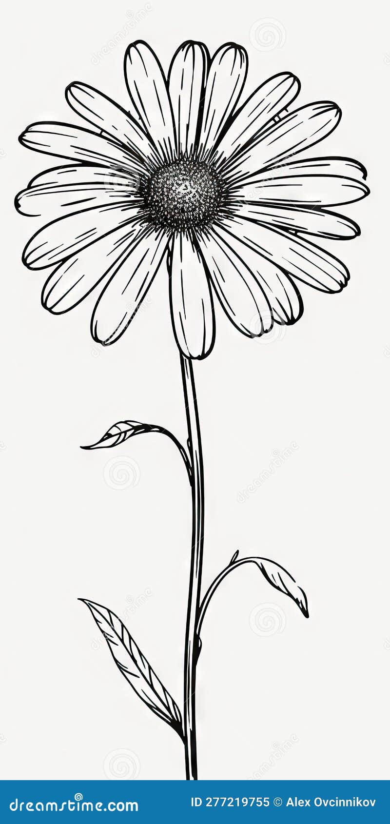 Simple Daisy Flower Doodle on White Background for Invitations and ...