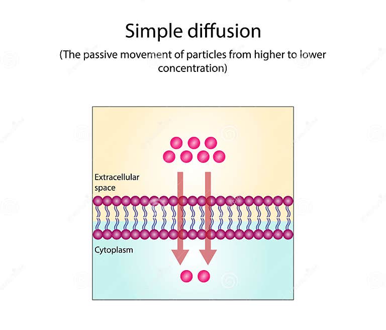 Passive Transport. Simple Diffusion and Facilitated Diffusion through a ...