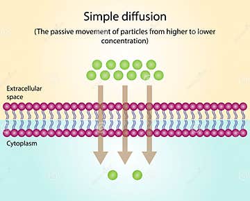 Passive Transport. Simple Diffusion and Facilitated Diffusion through a ...