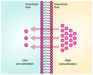 Passive Transport. Simple Diffusion and Facilitated Diffusion through a ...