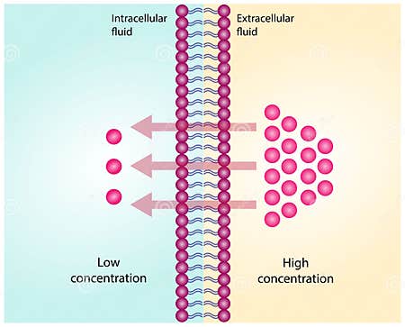 Passive Transport. Simple Diffusion and Facilitated Diffusion through a ...
