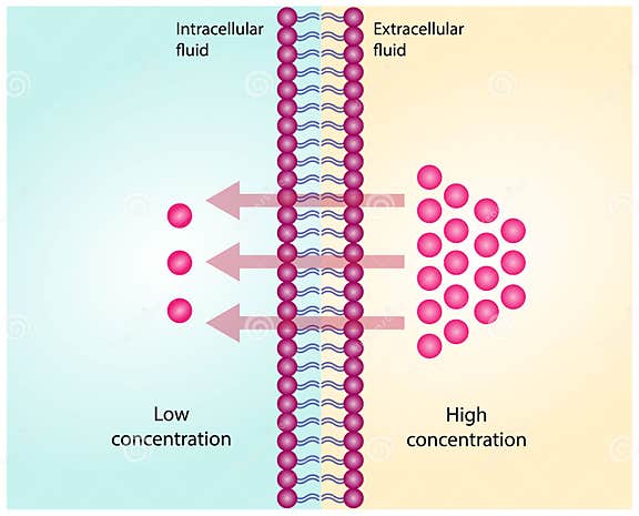Passive Transport. Simple Diffusion and Facilitated Diffusion through a ...