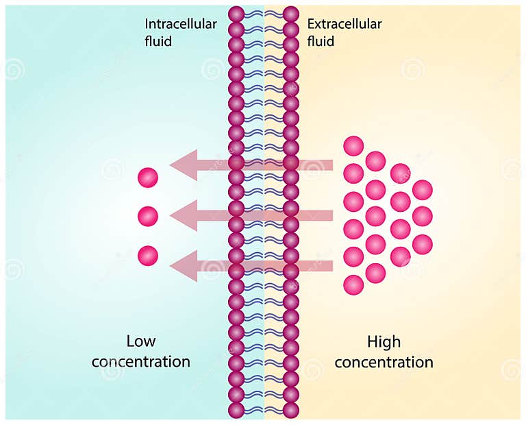 Passive Transport. Simple Diffusion and Facilitated Diffusion through a ...