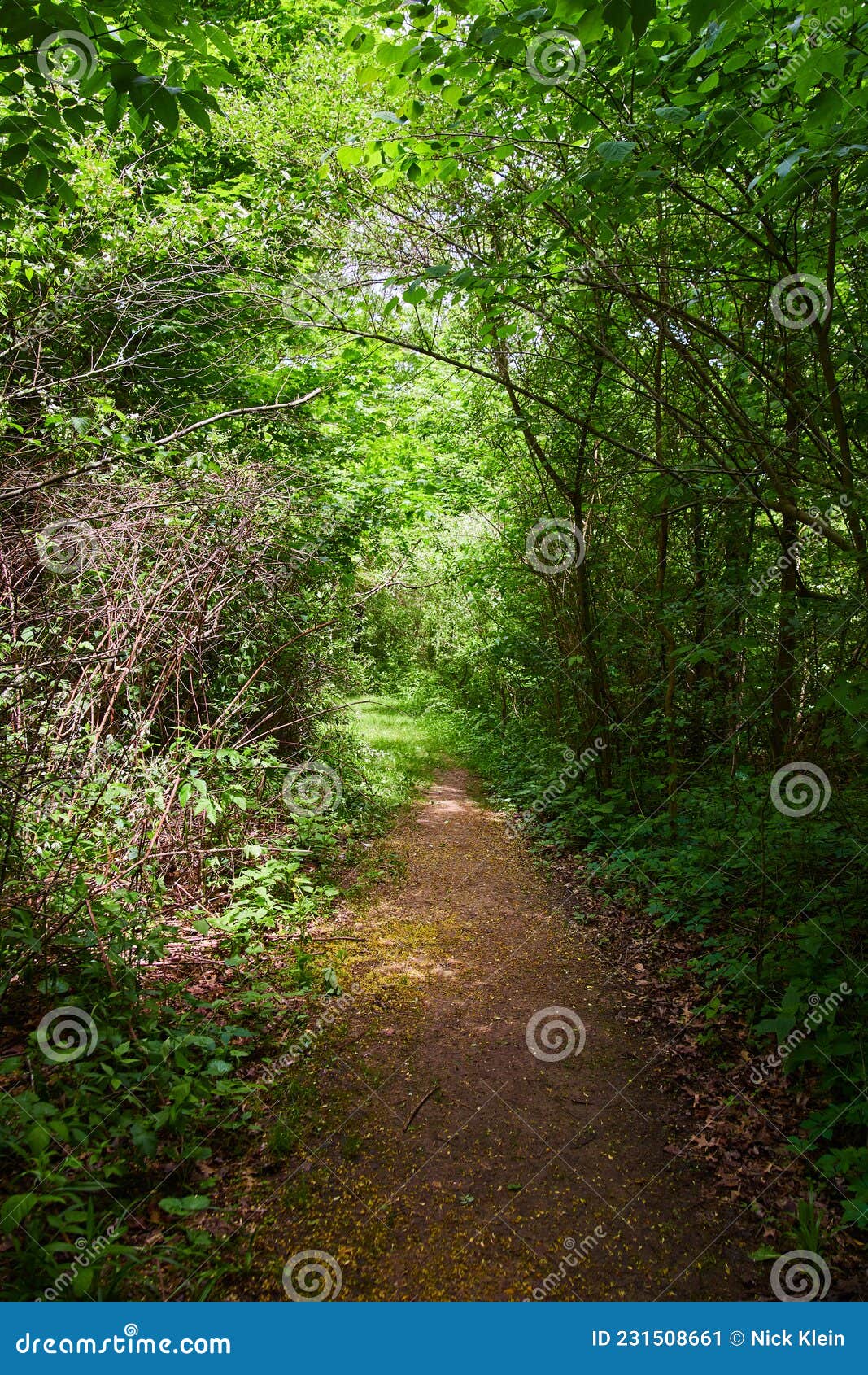 Simple Dirt Trail Leading through the Woods Stock Image - Image of ...