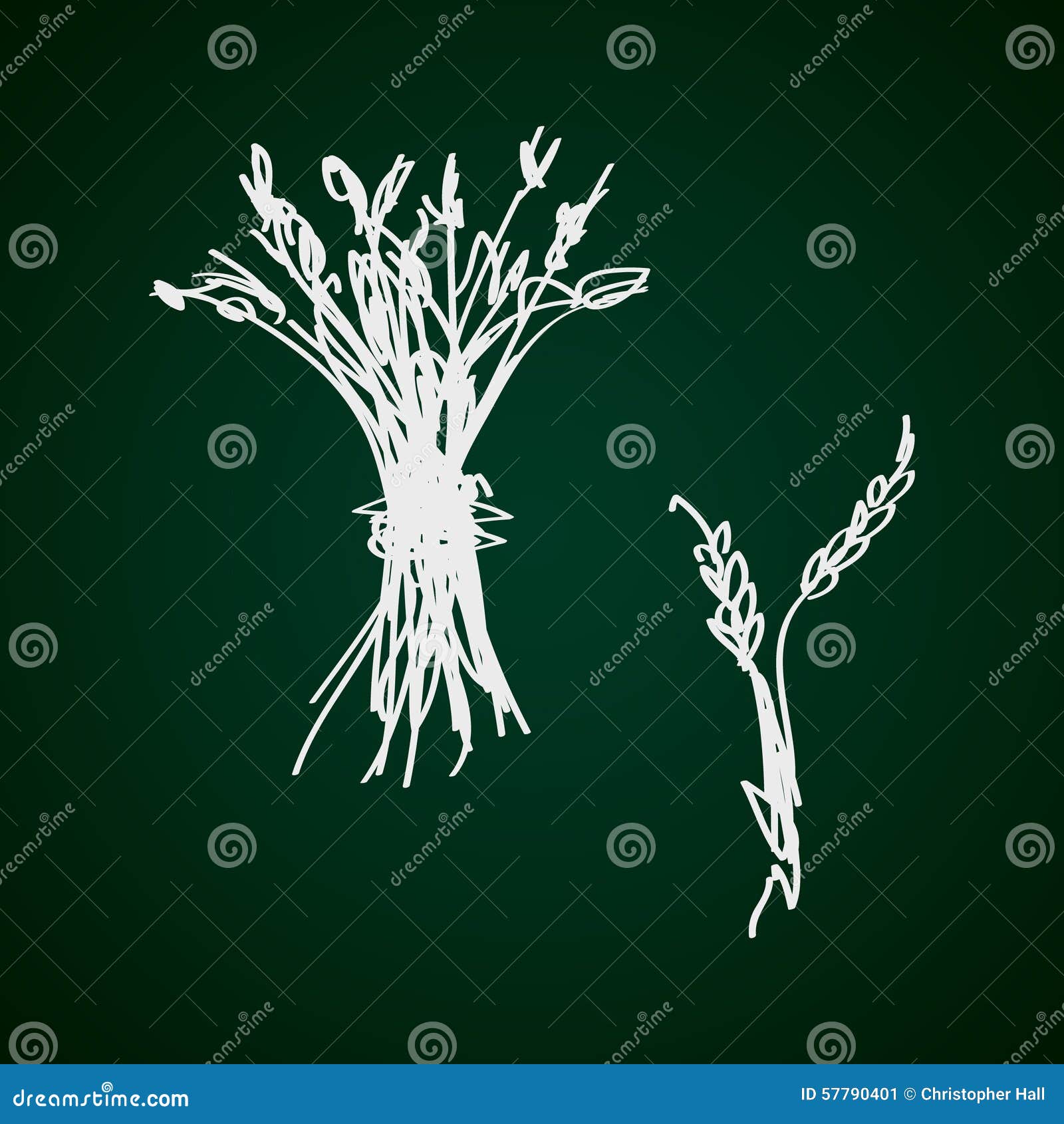 Simple Doodle of a Sheaf of Wheat Stock Vector - Illustration of beer ...