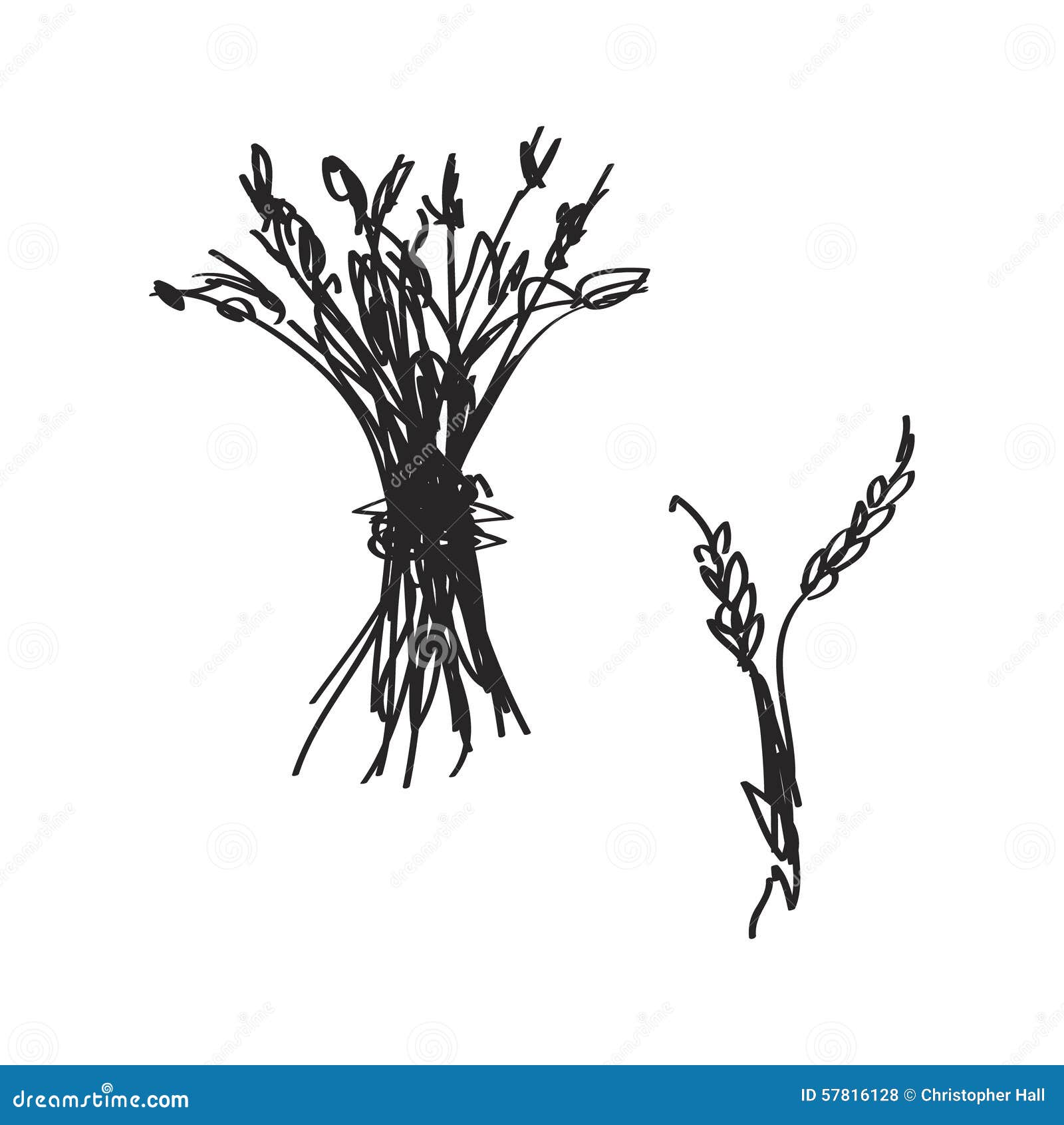 Sheaf Of Wheat Sketch In Vintage Engraving Style. Hand Drawn Vector ...