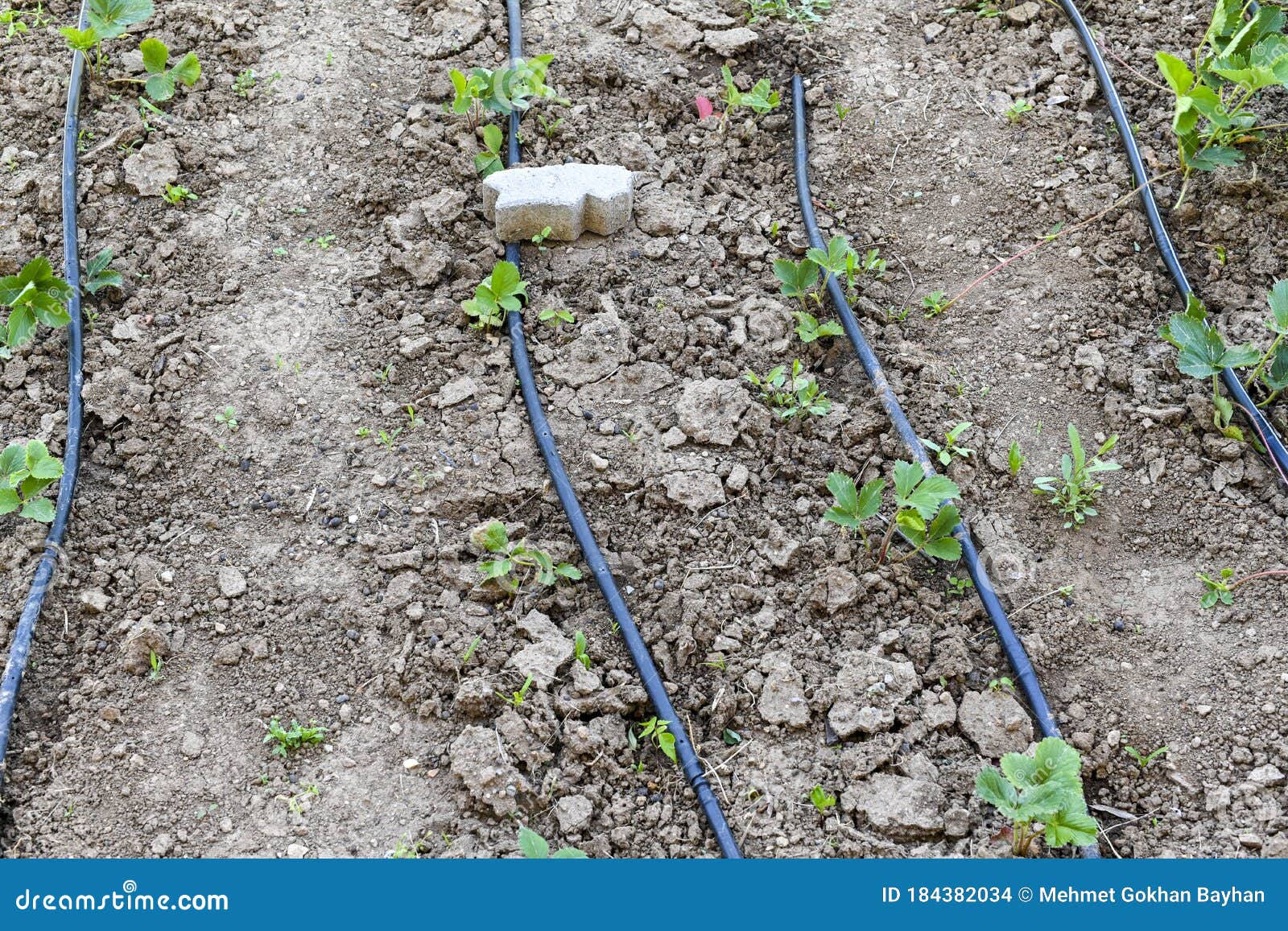 Simple Drip Irrigation System on a Strawberry Field Stock Photo - Image ...