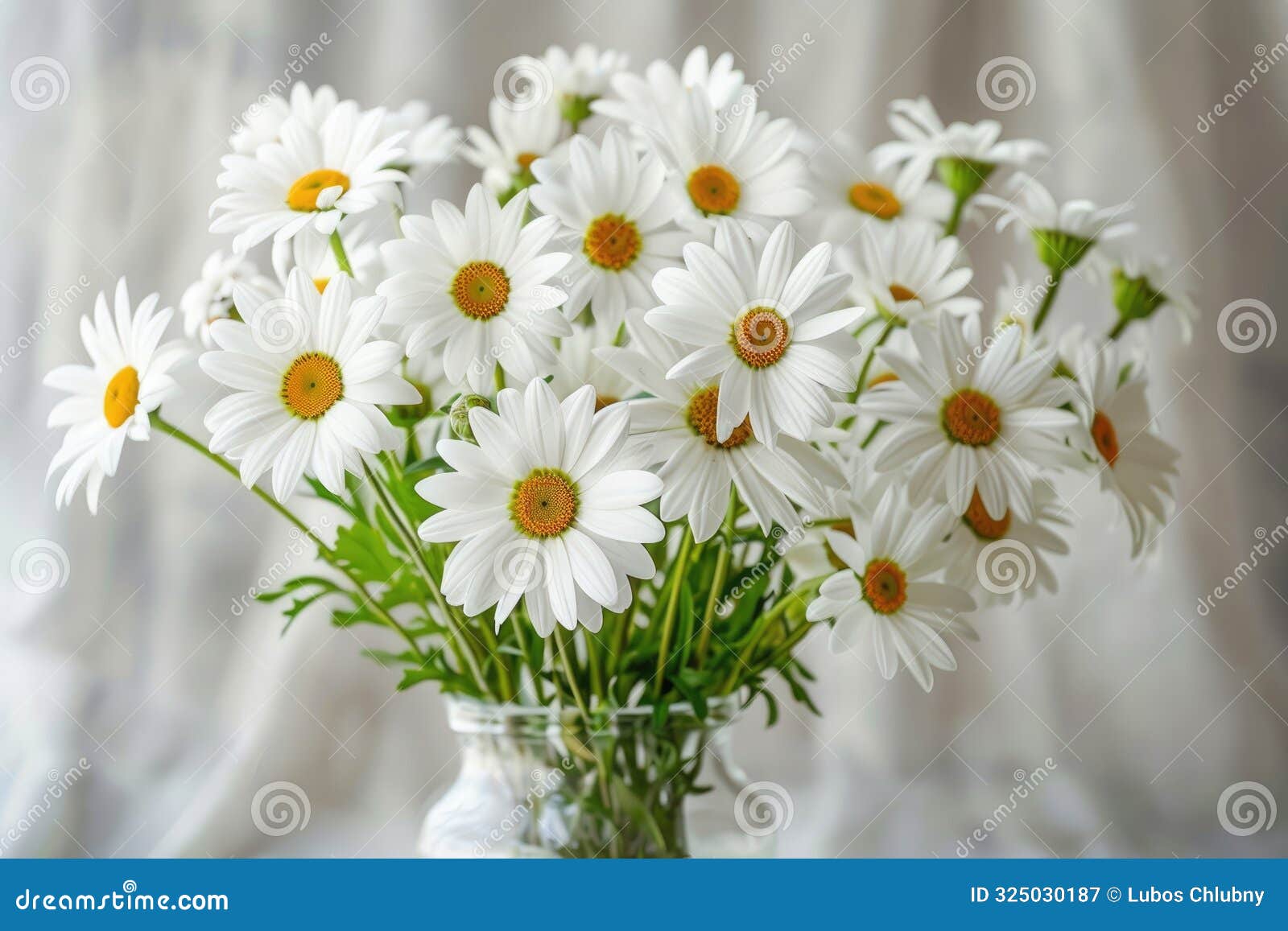 Simple yet Elegant White Daisies in Vase Stock Illustration ...
