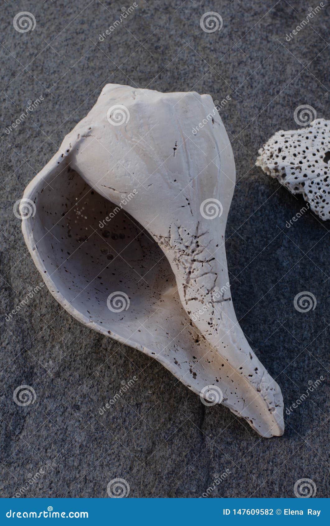 Seashell and Fragment on Gray Stone Stock Photo - Image of fragments ...