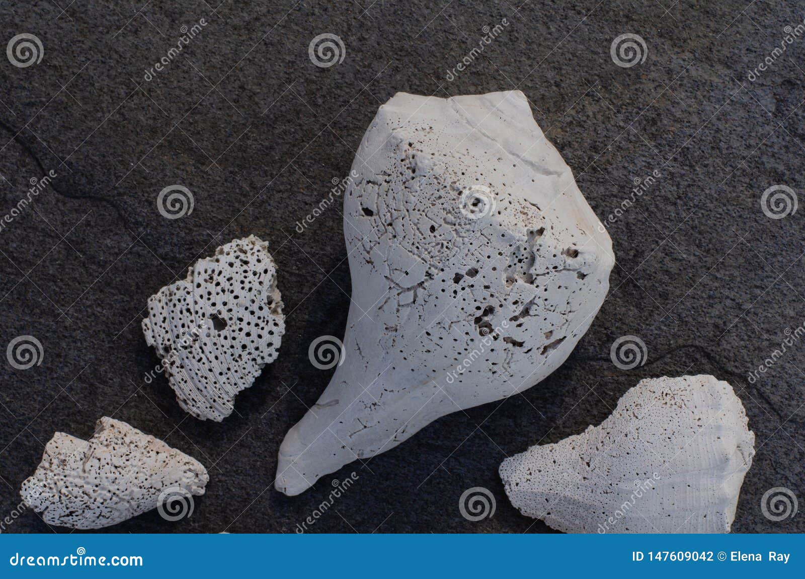 Seashell and Fragments on Gray Stone Stock Photo - Image of beautifully ...