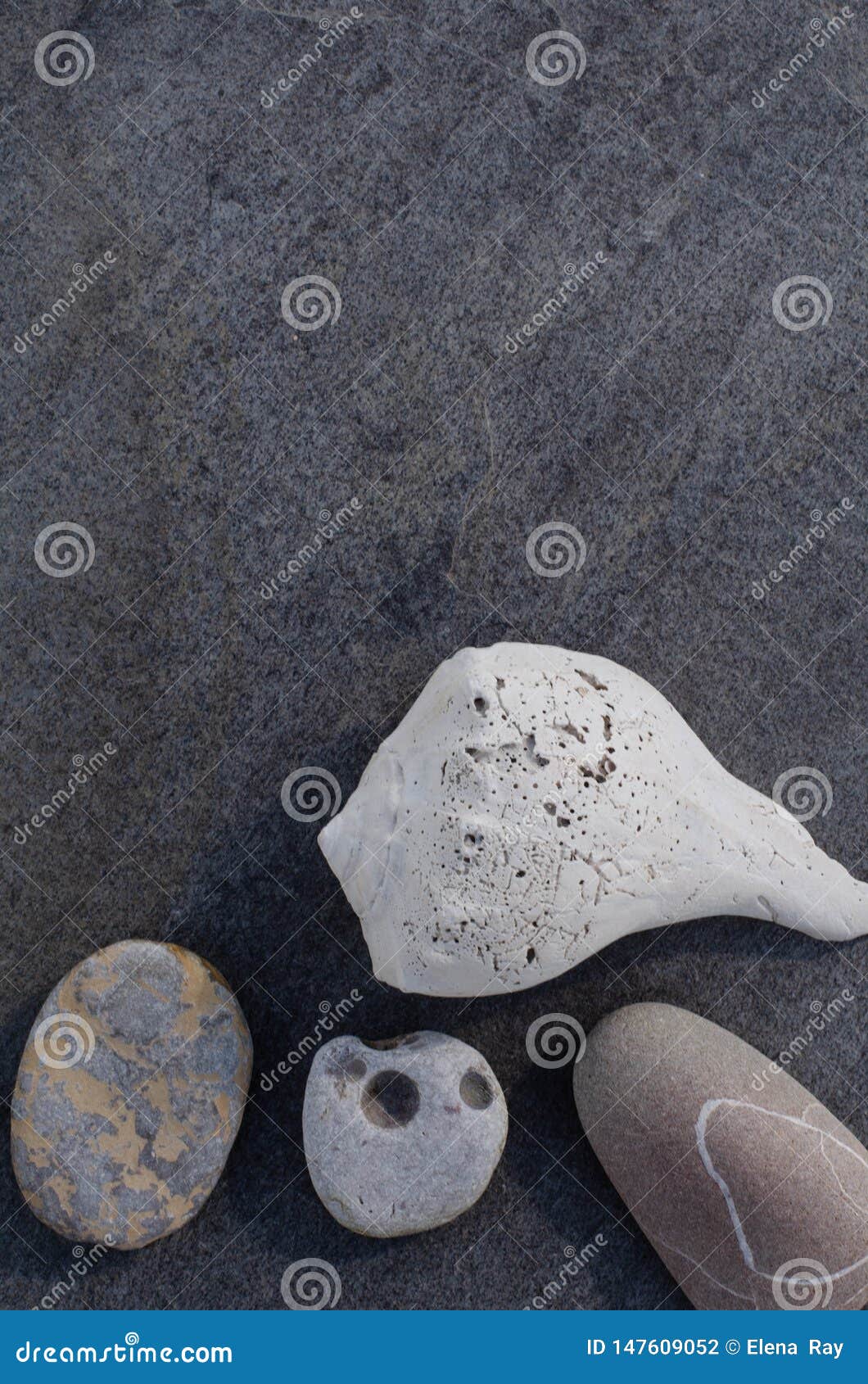 Seashell and Beach Stones on Gray Rock Stock Photo - Image of seastone ...
