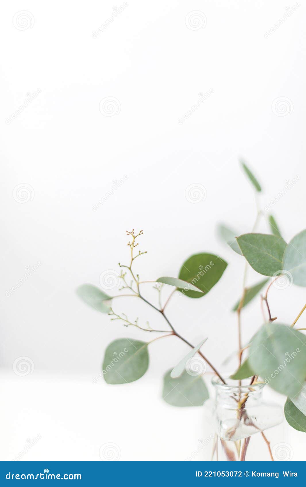 Simple Eucalyptus Pattern Background Stock Photo - Image of leaves ...