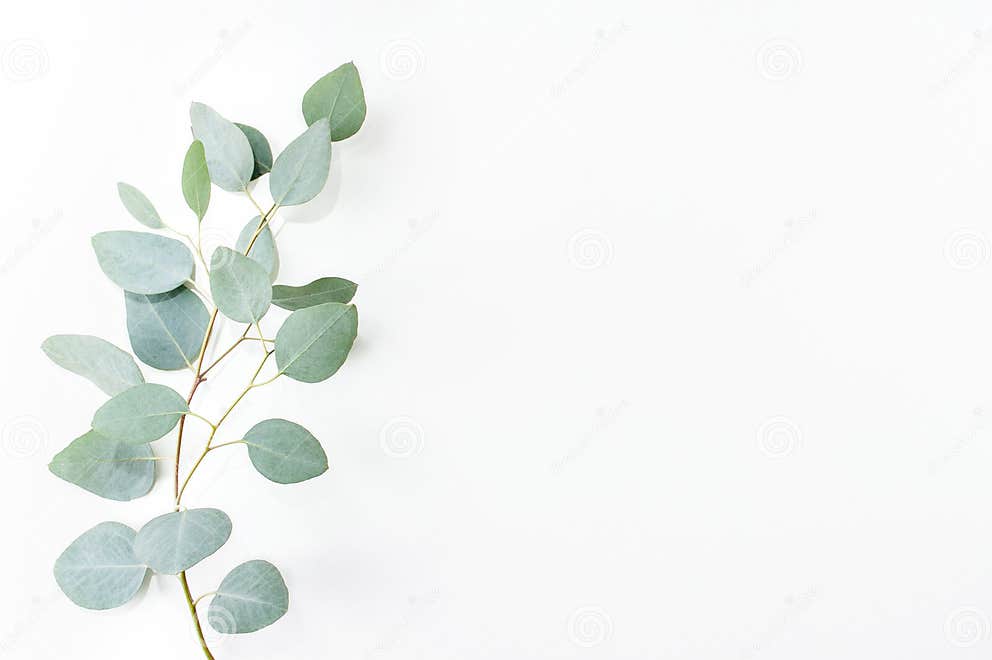 Simple Eucalyptus Pattern Background Stock Photo - Image of spring ...