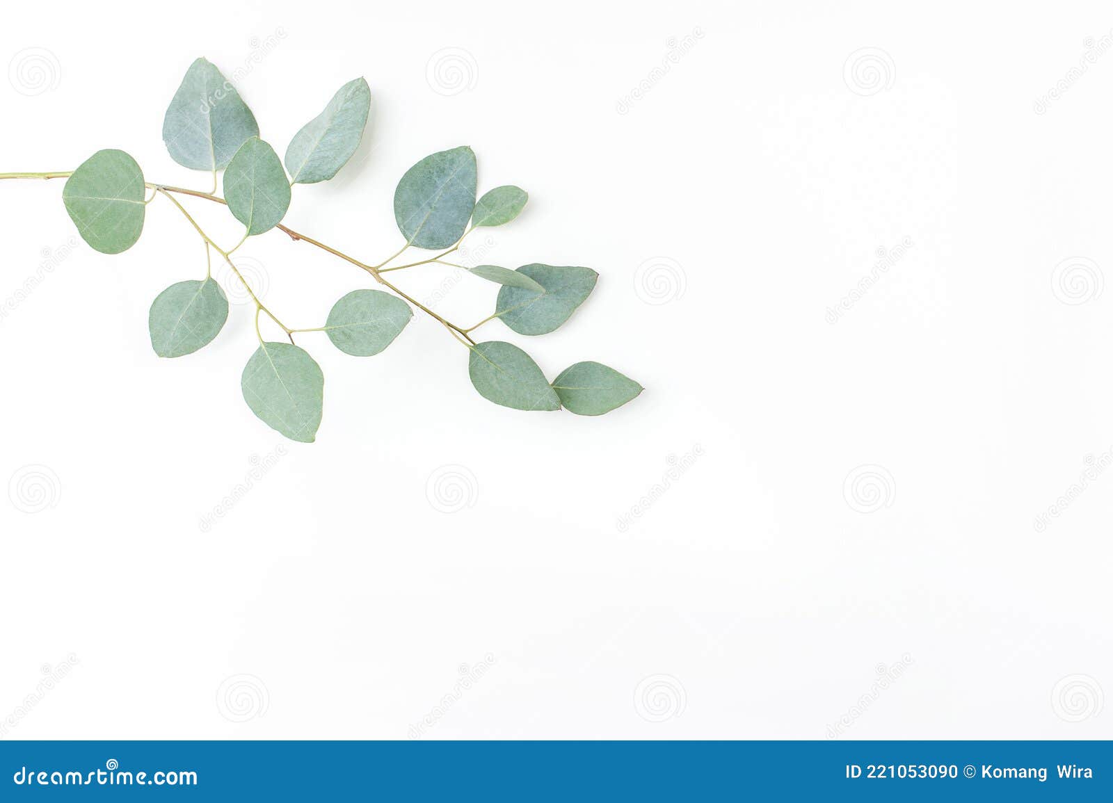 Simple Eucalyptus Pattern Background Stock Photo - Image of macro, leaf ...