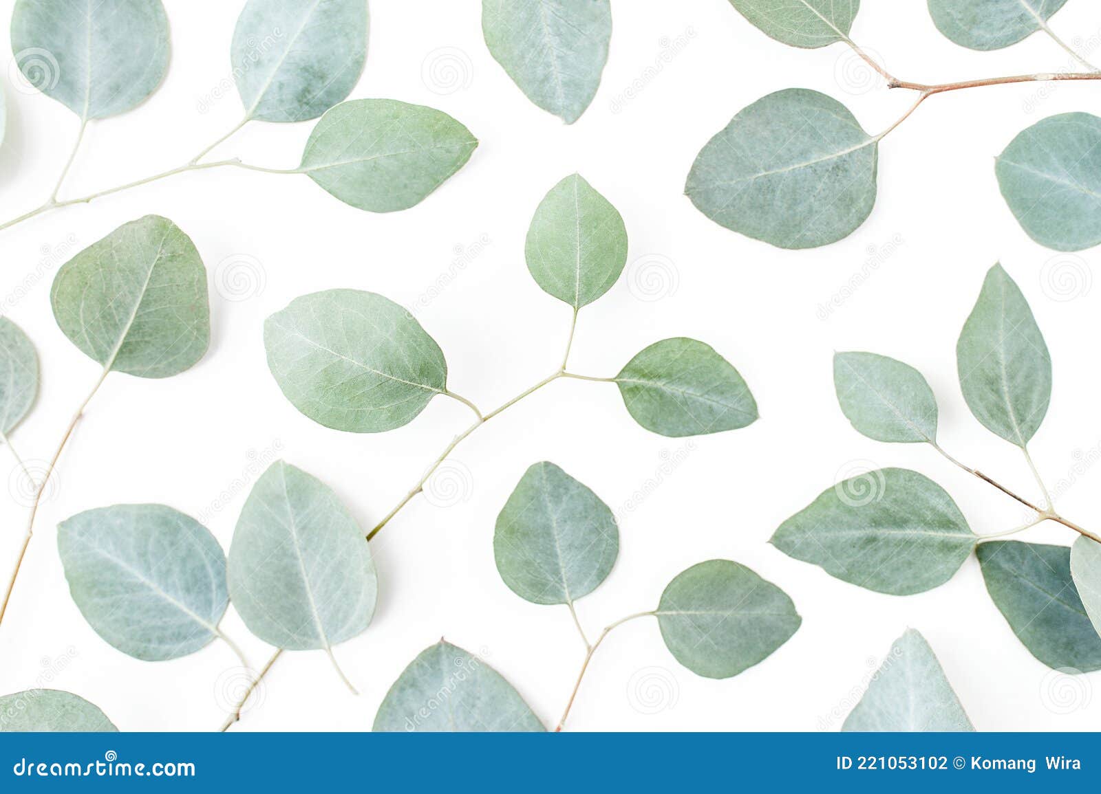Simple Eucalyptus Pattern Background Stock Photo - Image of growth ...