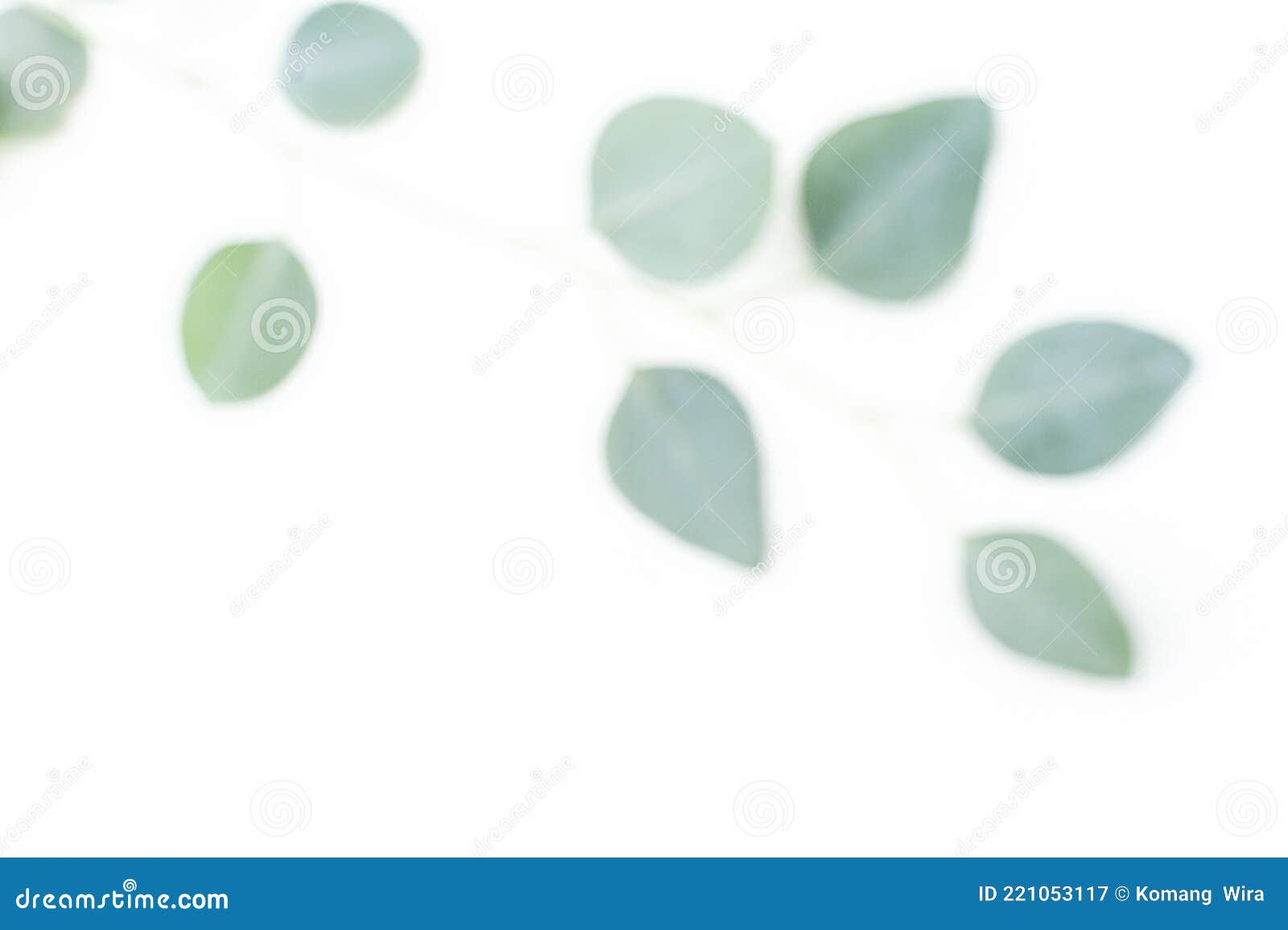 Simple Eucalyptus Pattern Background Stock Image - Image of isolated ...