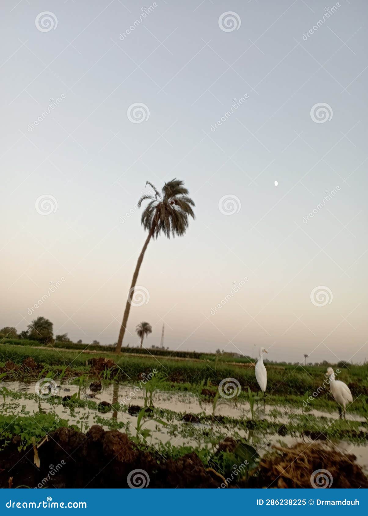 Simple farm animals stock image. Image of simpl, simp - 286238225