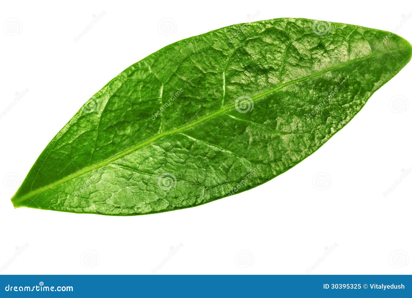 Simple Feuille Verte D'isolement Sur Le Fond Blanc. Photo libre de ...