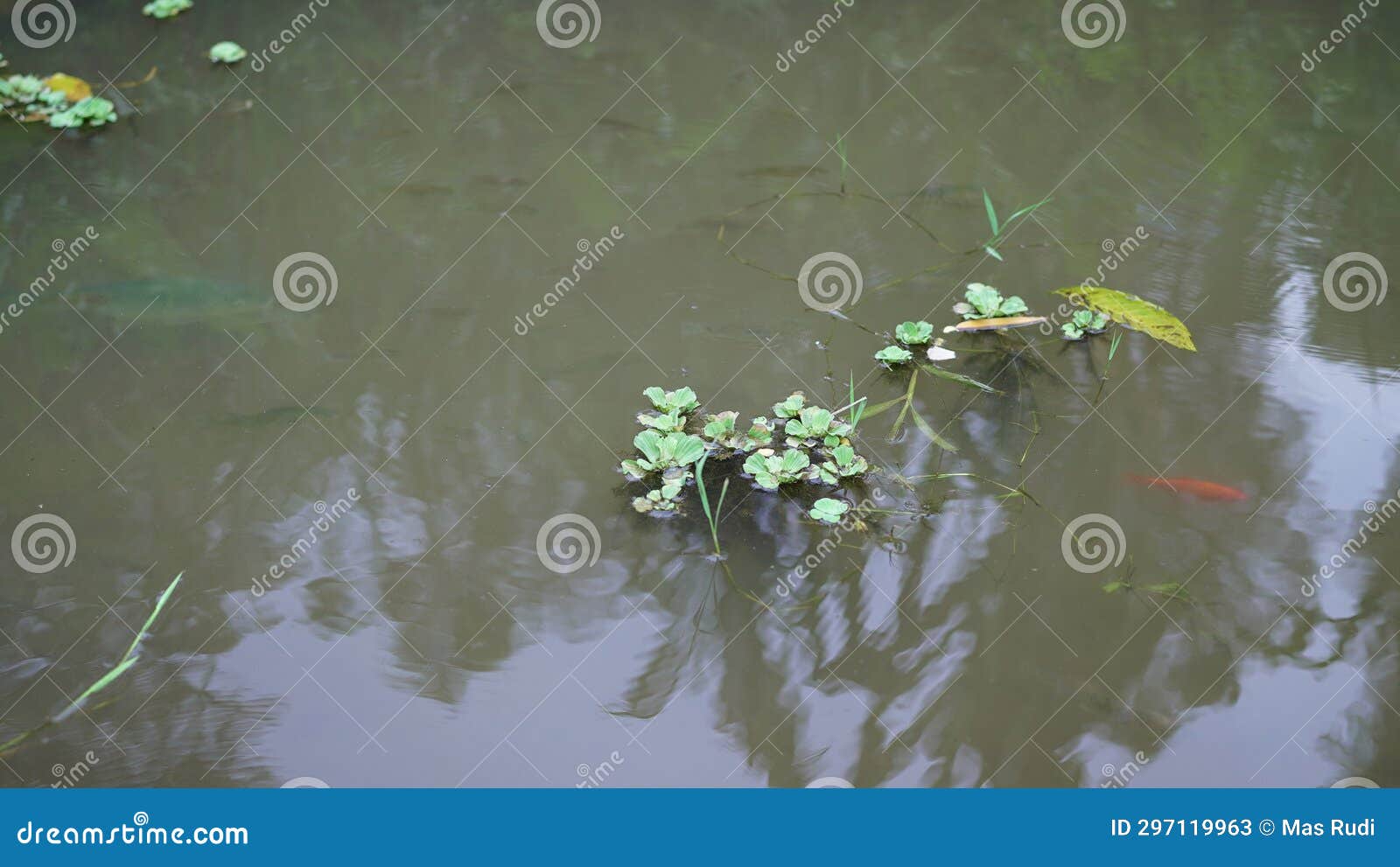 Simple fish pond stock image. Image of flower, water - 297119963