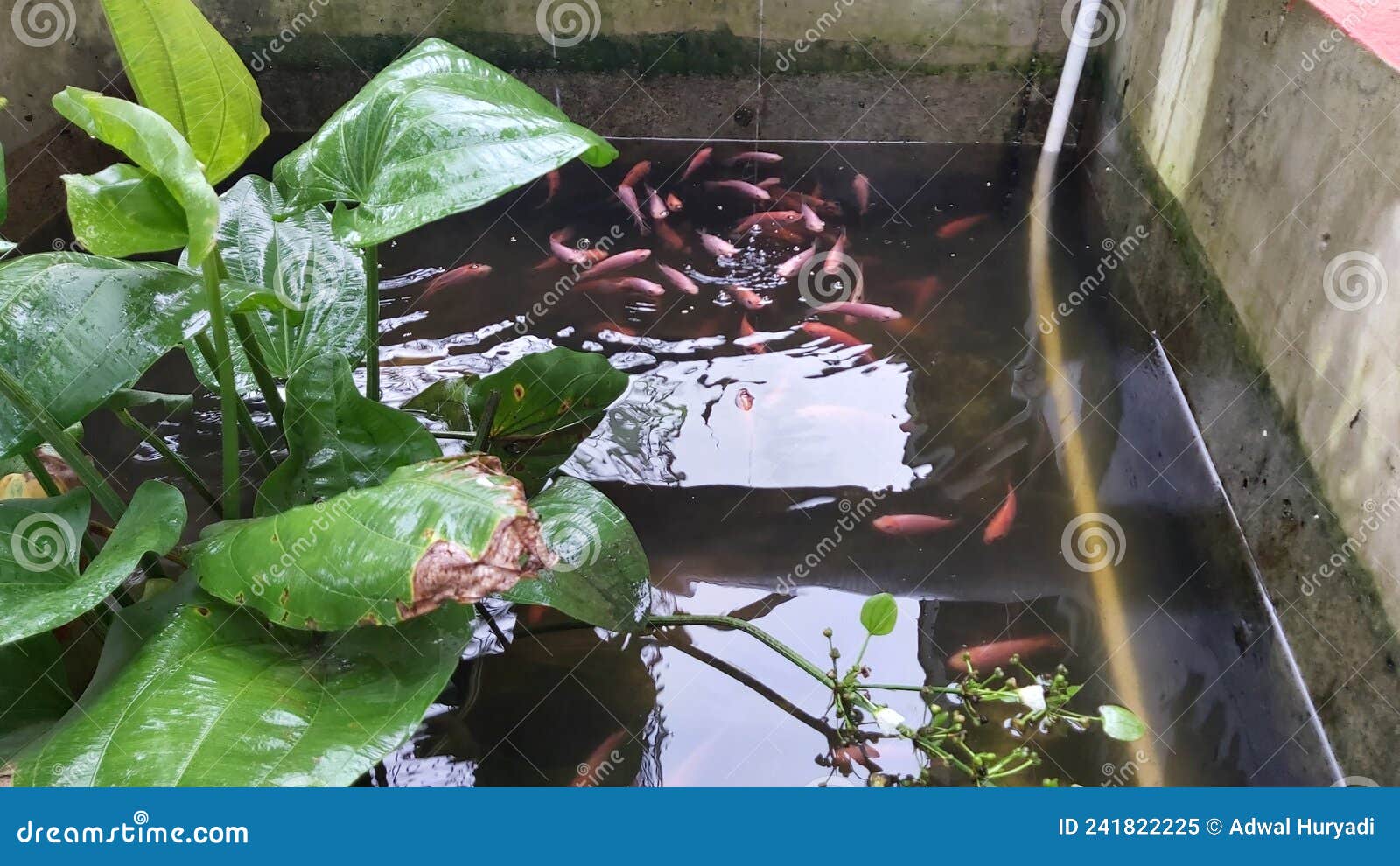 Simple Fish Pond in a Simple Place Stock Image - Image of nature, place ...