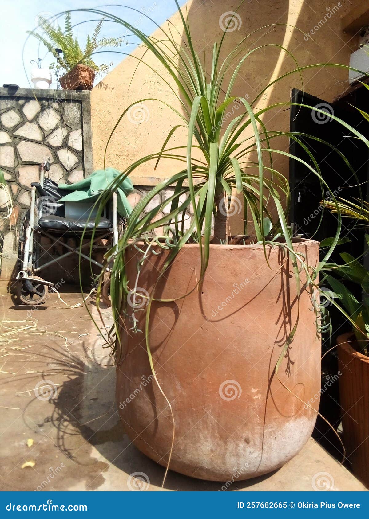 Simple Flower in the Pot at Backyard Stock Image - Image of ...