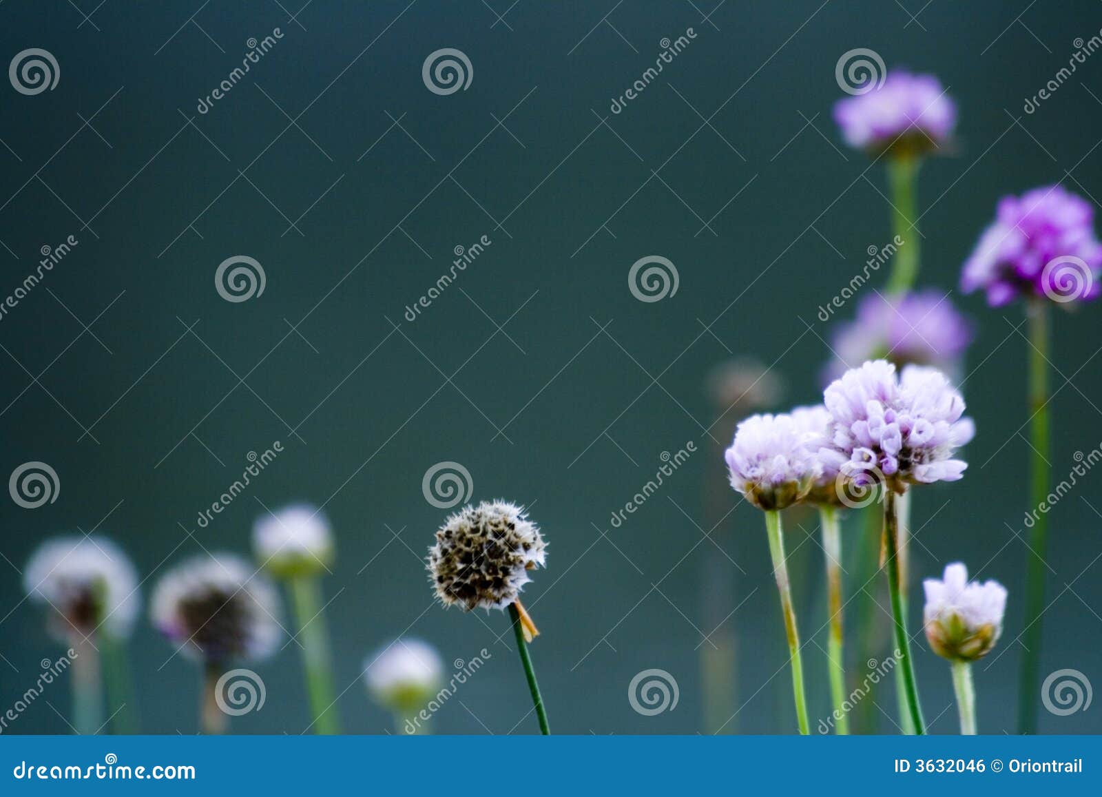 Simple flowers stock photo. Image of floral, detail, fragile - 3632046