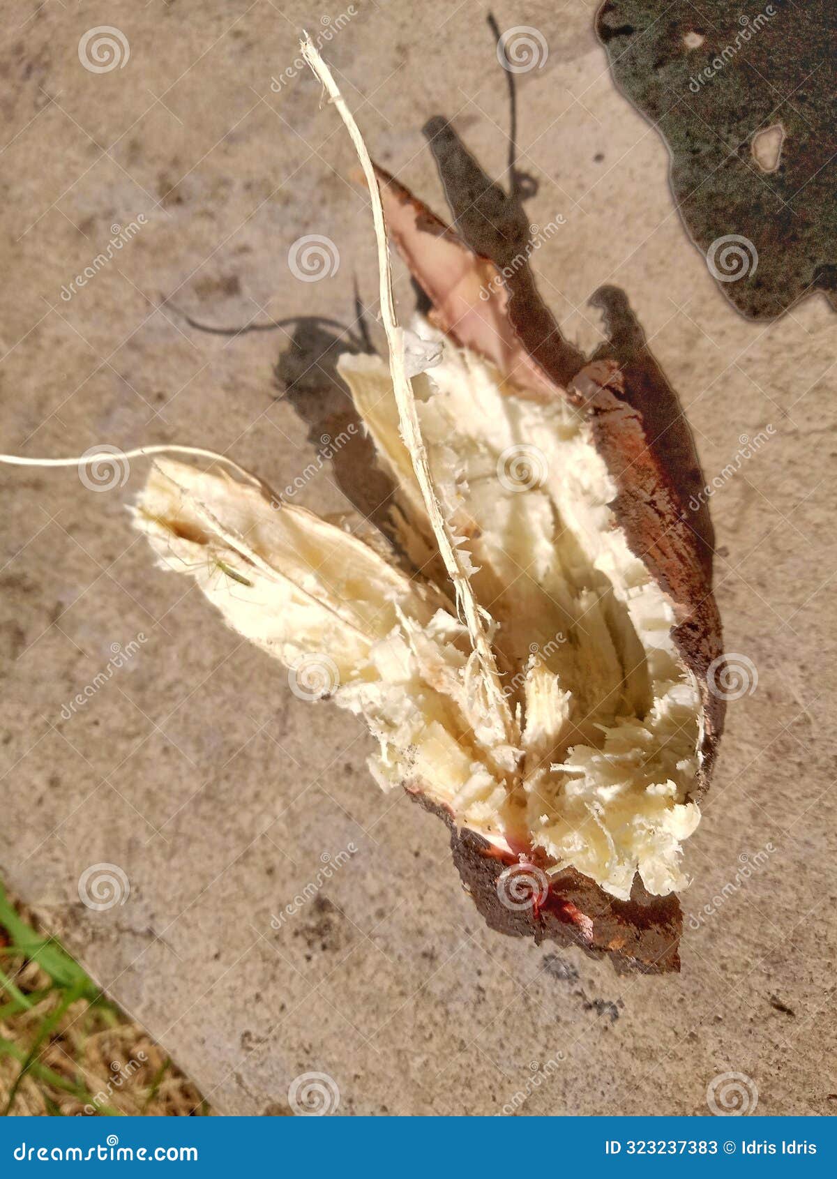 Roasted cassava stock image. Image of simple, food, roasted - 323237383