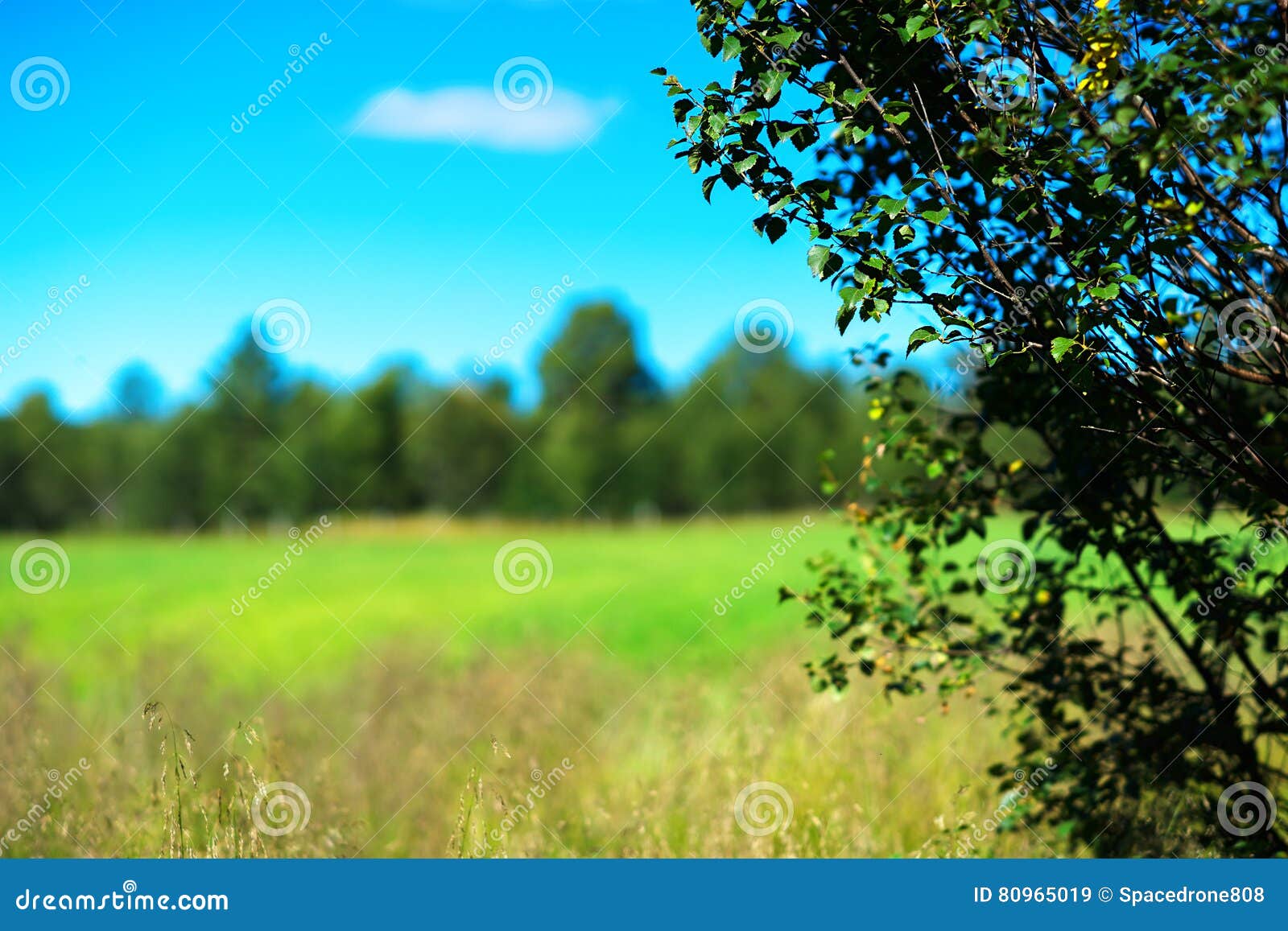 8,321 Simple Tree Forest Background Stock Photos - Free & Royalty-Free ...