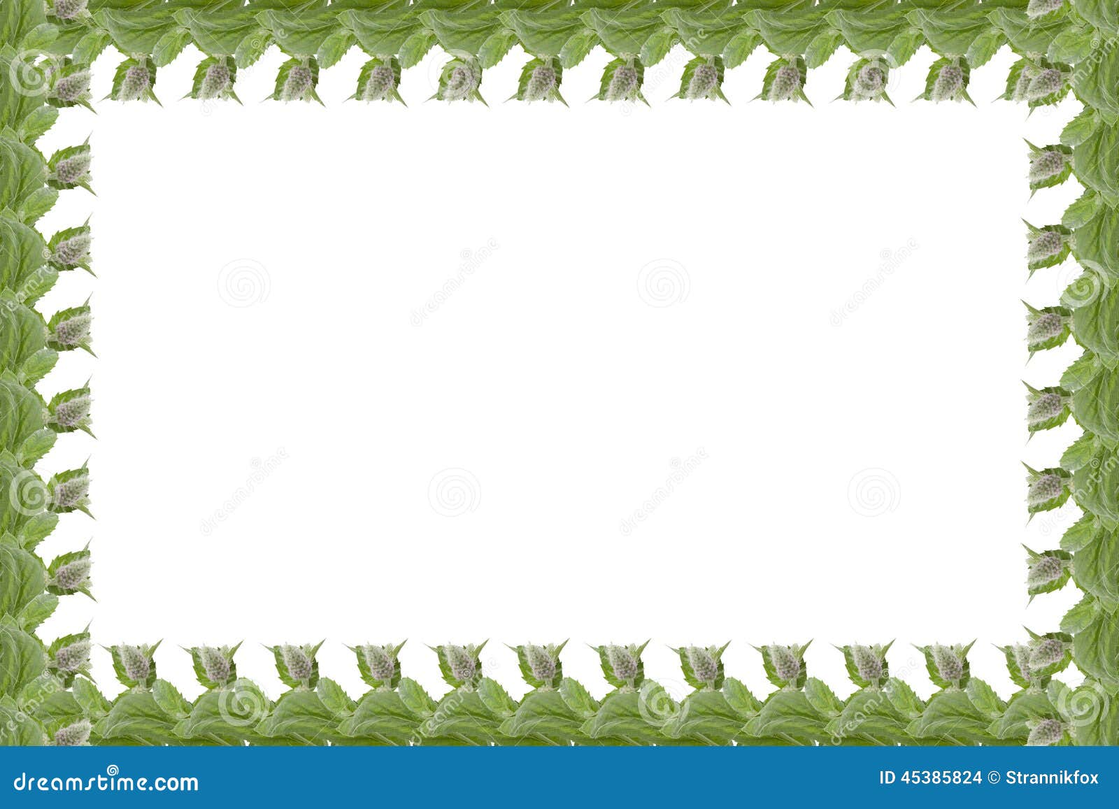 Simple Frame of Mint Leaves Isolated on White Background Stock Photo ...