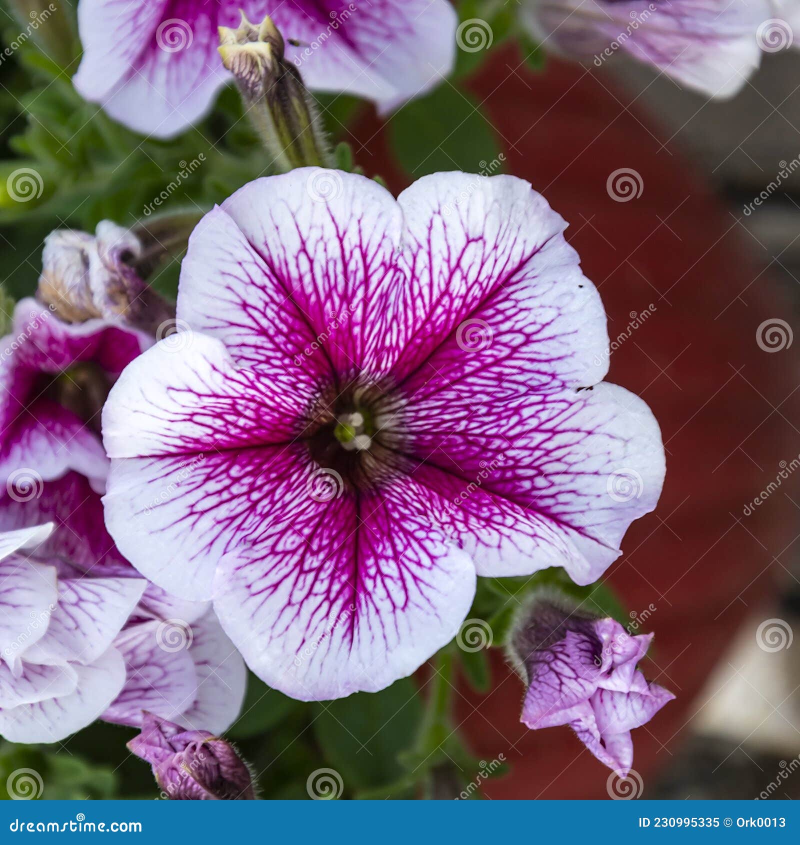 Simple garden flower stock image. Image of closeup, botany - 230995335