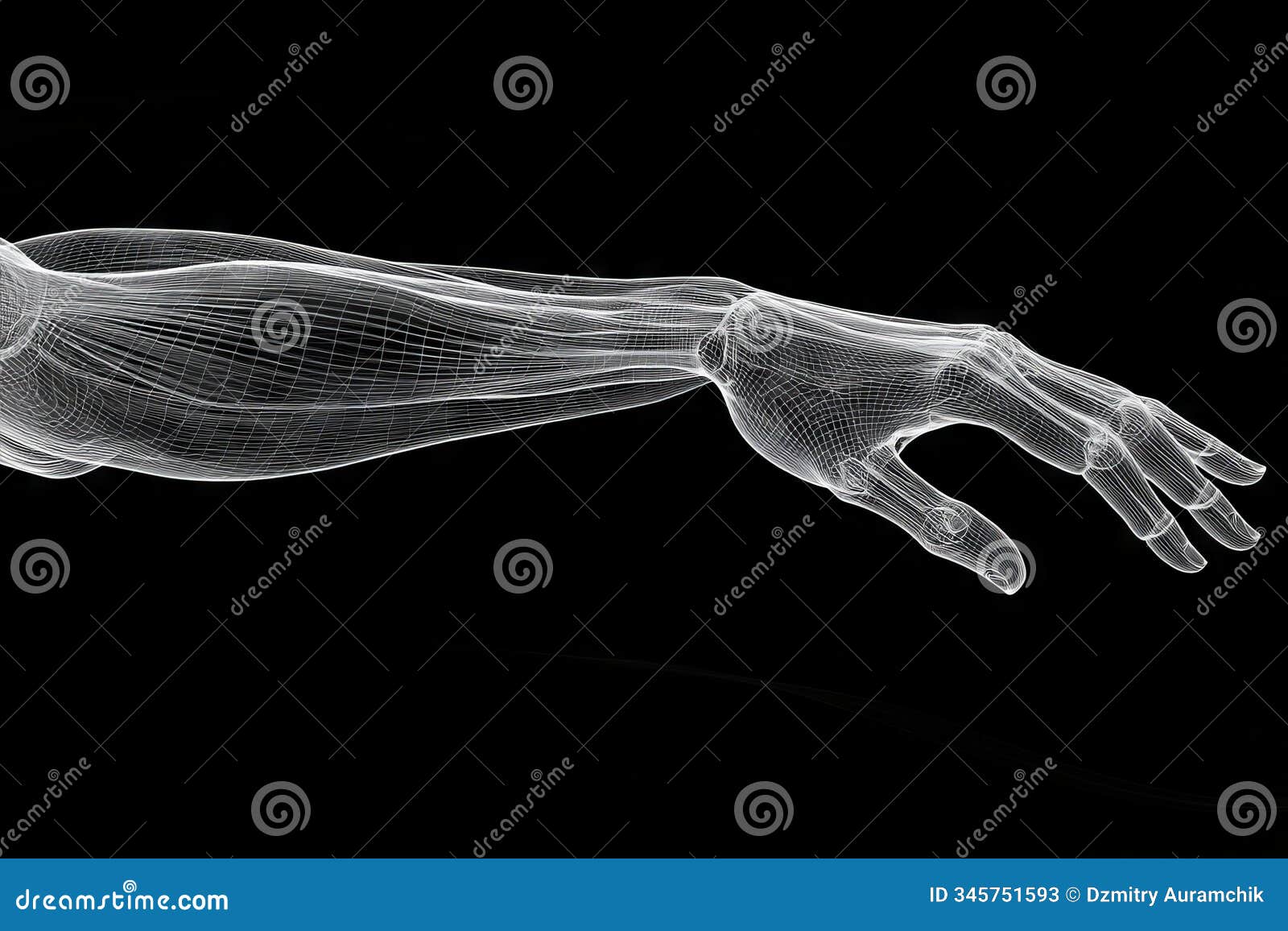 A Simple, Geometric Representation of the Biceps and Triceps Showing ...