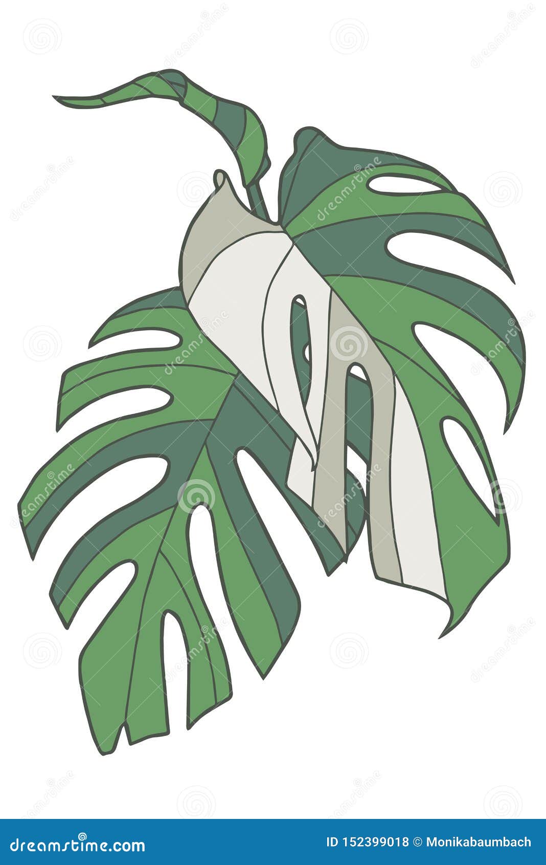 Simple Graphic Vector Illustration Drawing of Tropical Swiss Cheese ... Simple Graphic Vector Illustration Drawing of Tropical Swiss Cheese ...