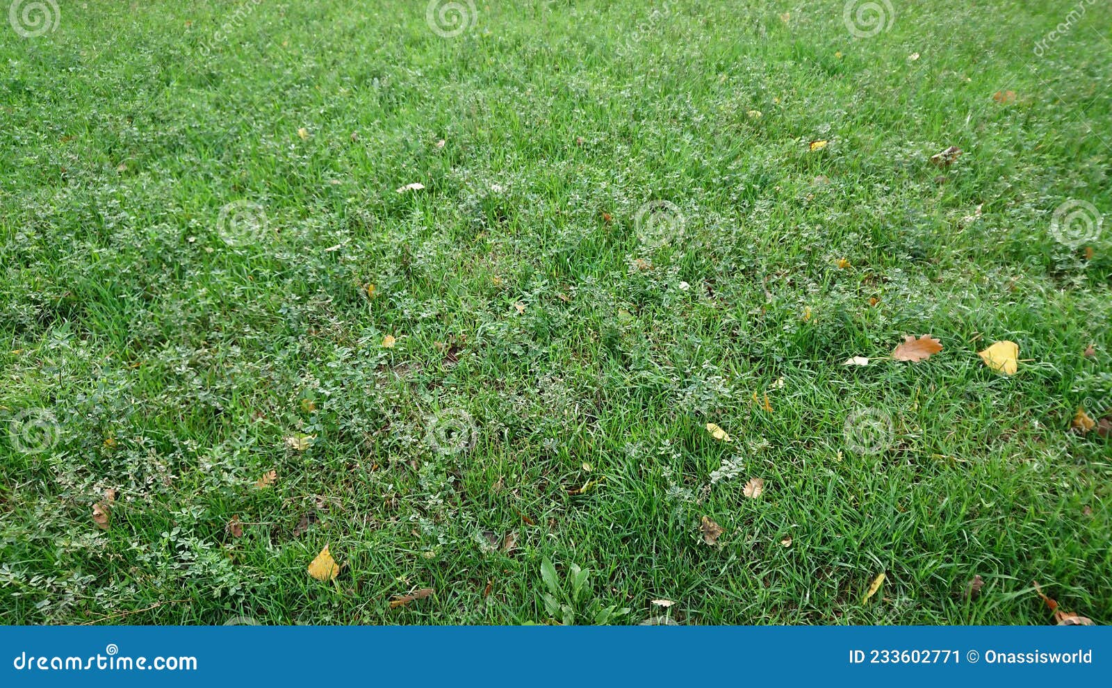Simple Grass Blades Nature Background Stock Image - Image of grass ...