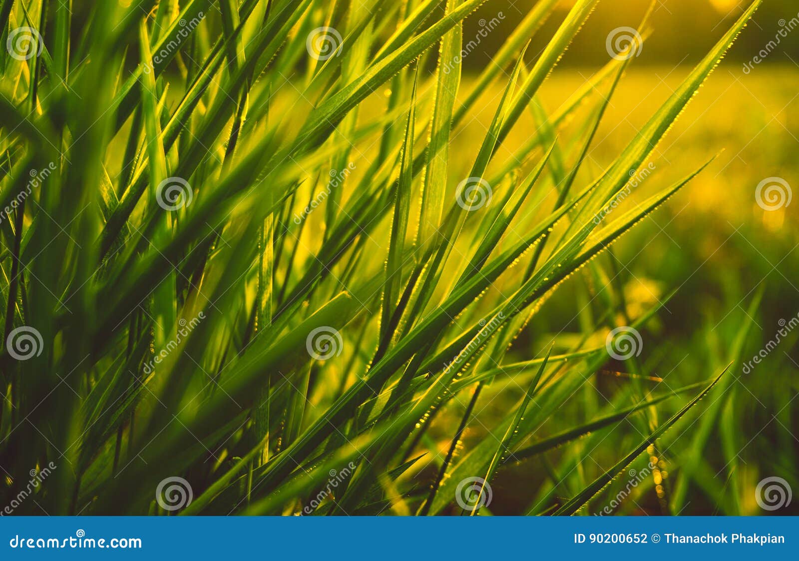 Simple grass stock photo. Image of background, autumn - 90200652