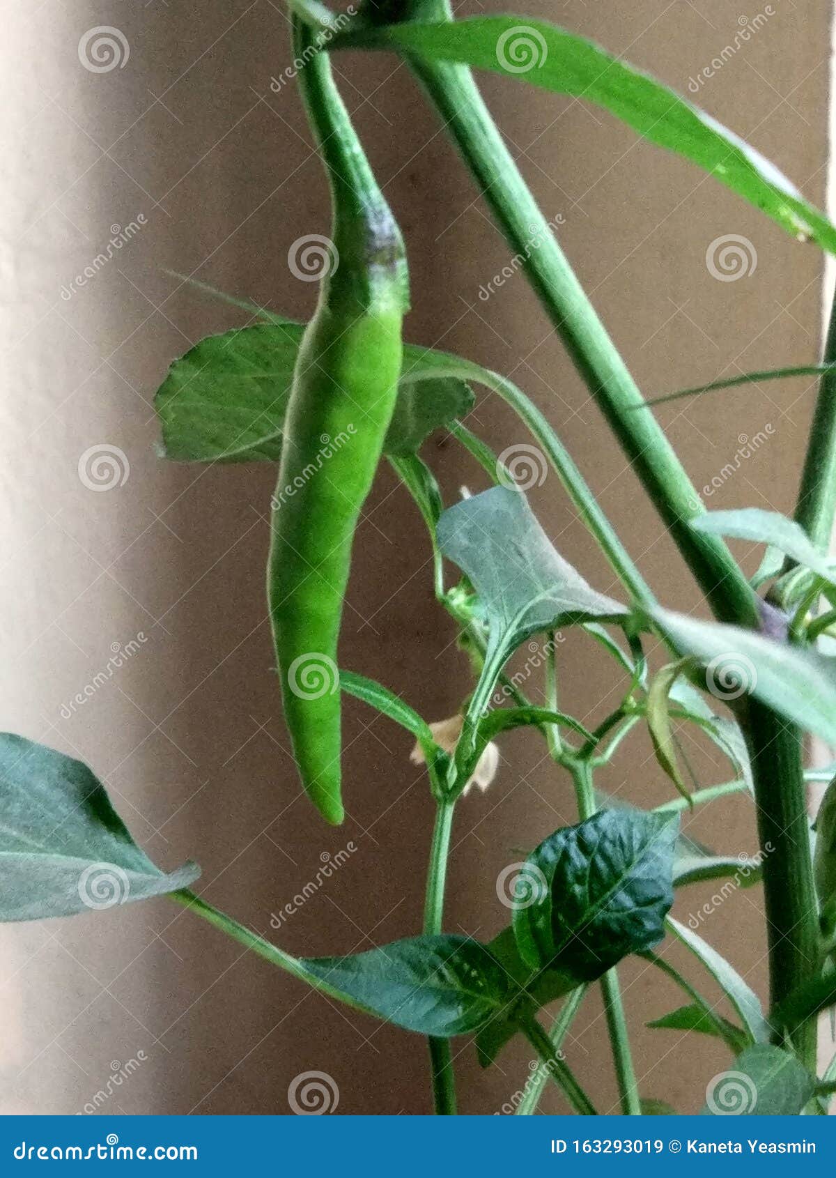 A Simple Green Chilli in Tree Stock Image - Image of simple, nice ...