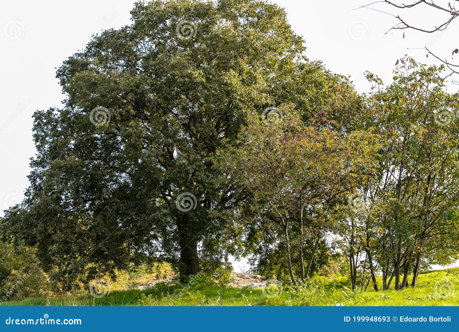 Simple green tree by day stock image. Image of fall - 199948693