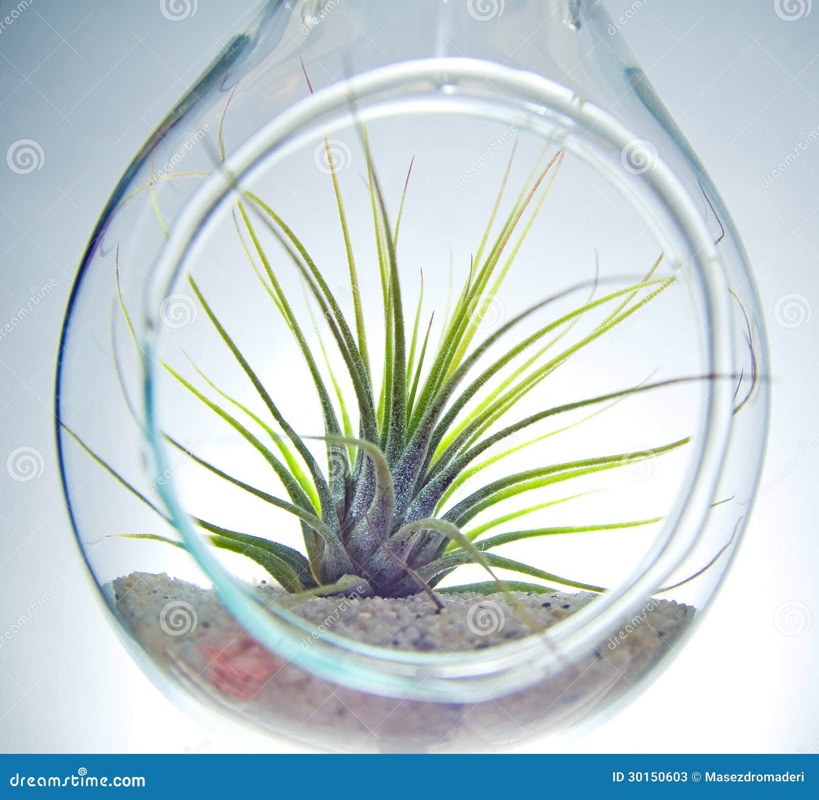 Plant Terrarium stock image. Image of terrarium, flowerpot - 30150603