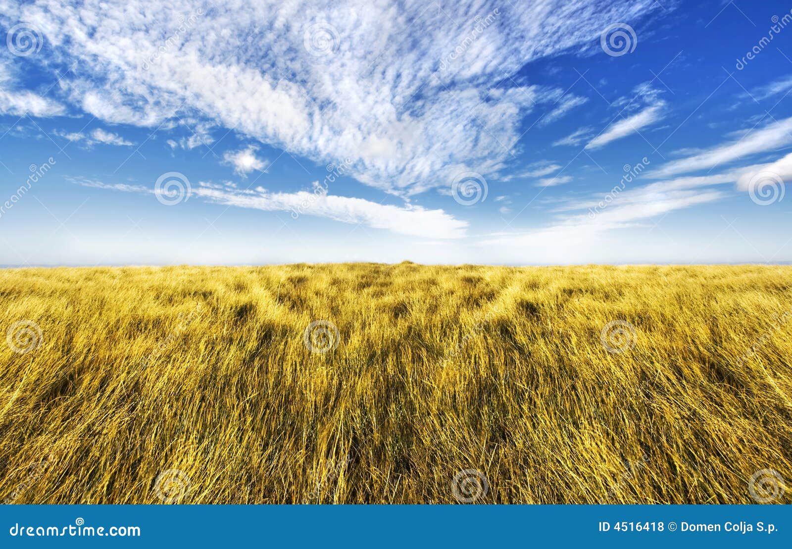 Simple high grass horizon stock photo. Image of clear - 4516418