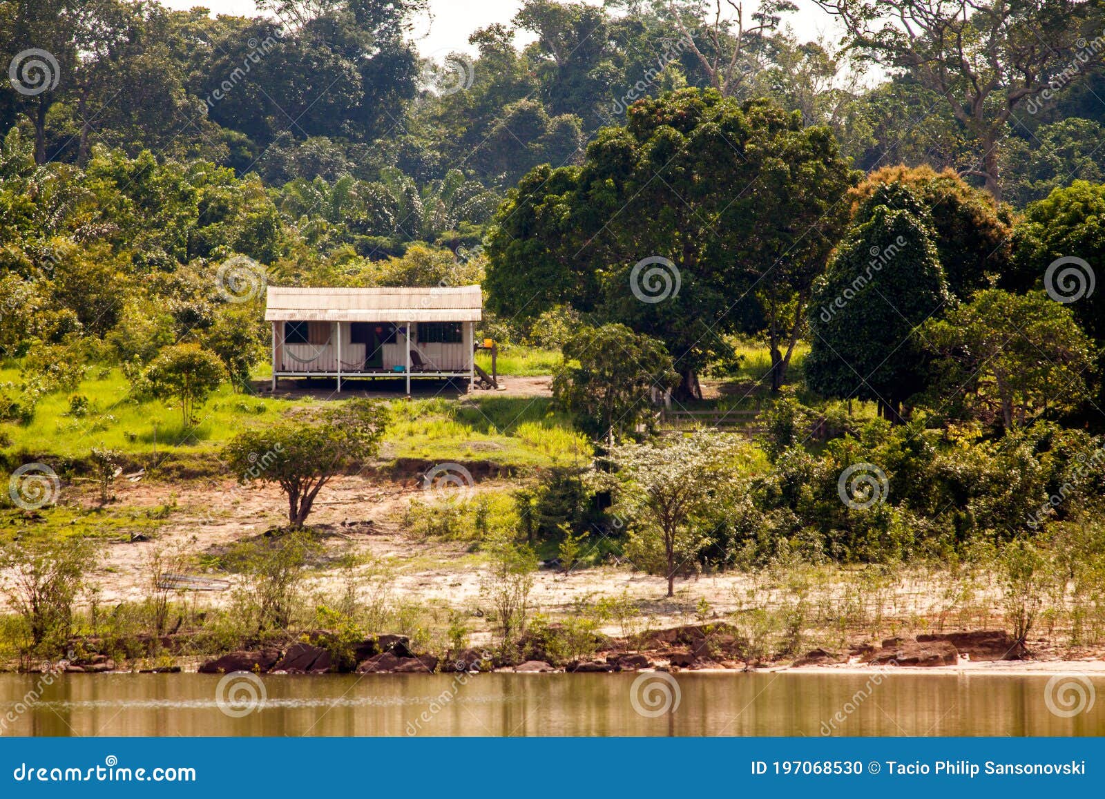 Simple House on Amazon River Island Stock Photo - Image of nature ...