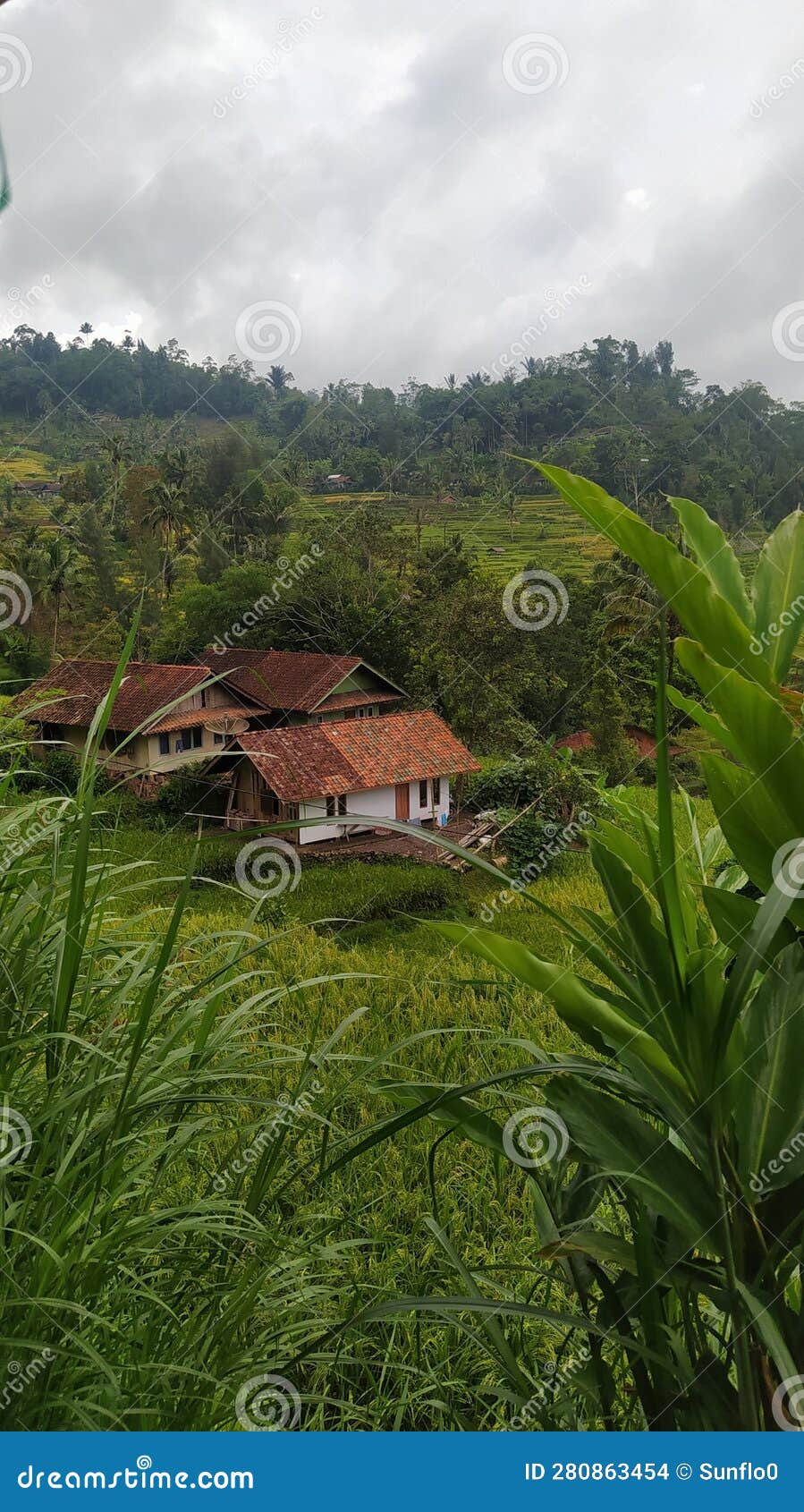Simple House in the Middle of Rice Fields Stock Photo - Image of ...